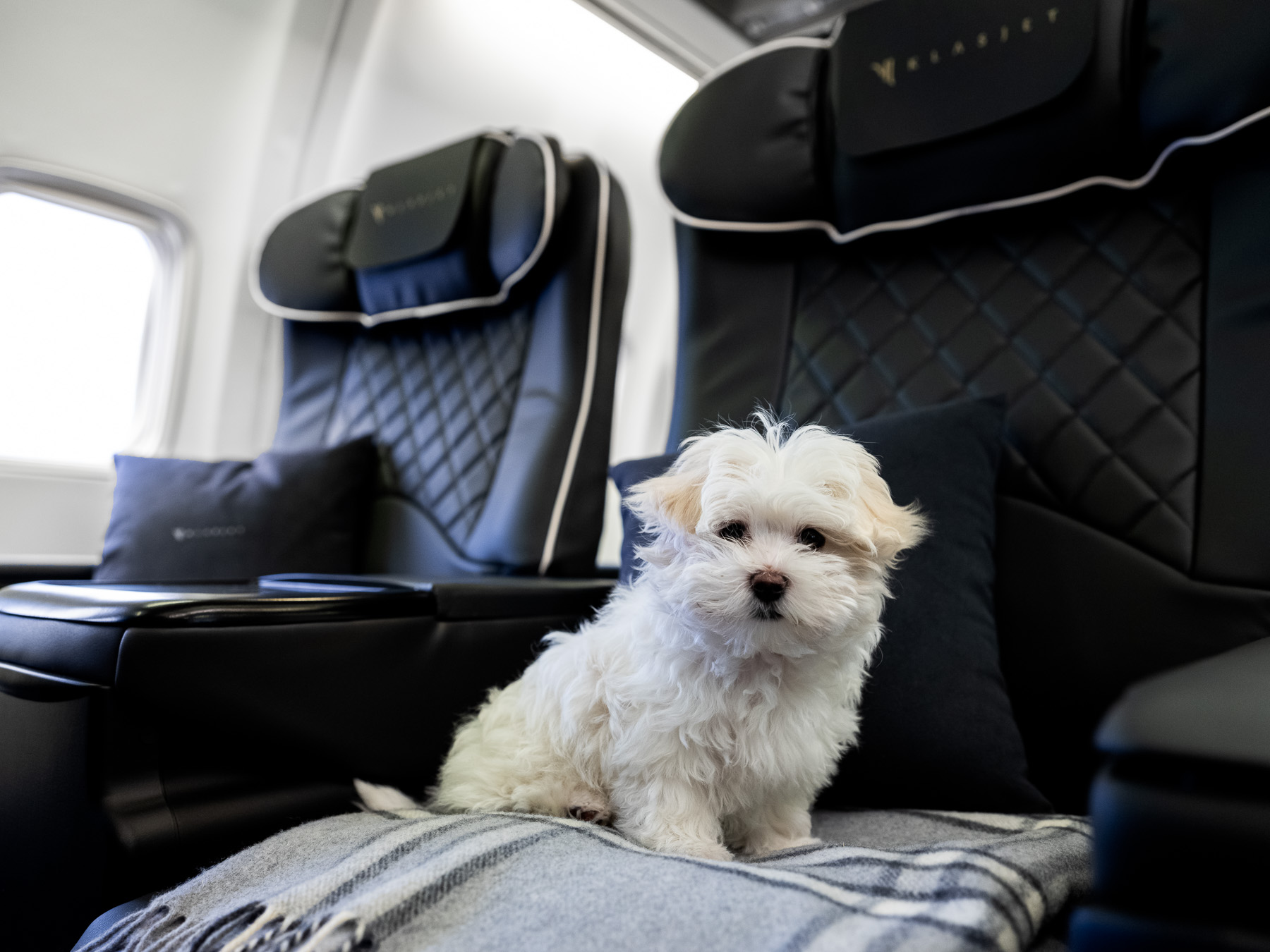 Pets on jets | Business Airport International